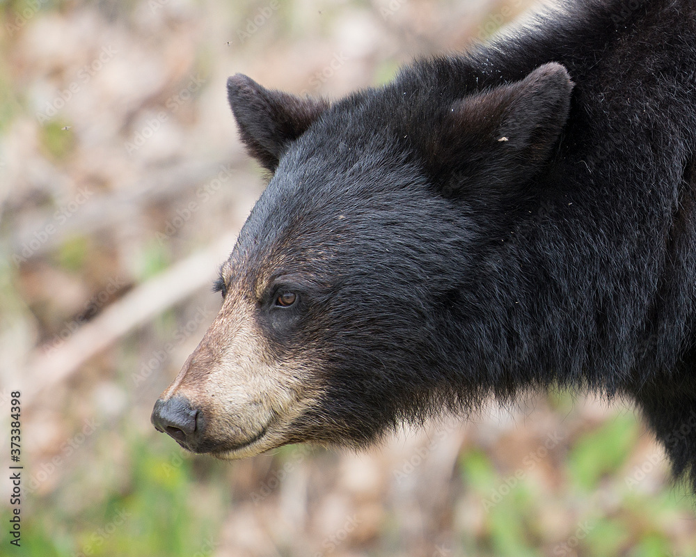 Black Bear Animal Stock Photos. Black Bear head close-up profile with a blur background in the ...