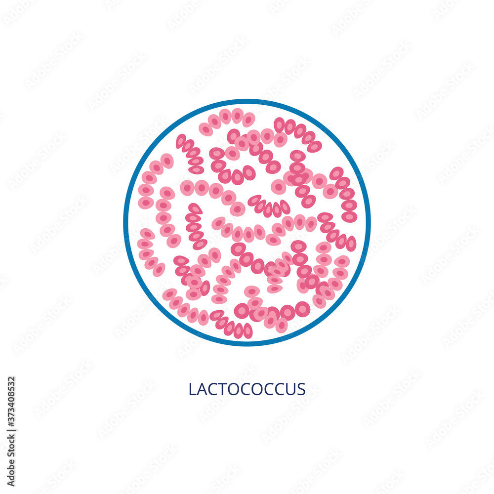 Lactococcus bacterias under microscope view, vector illustration ...