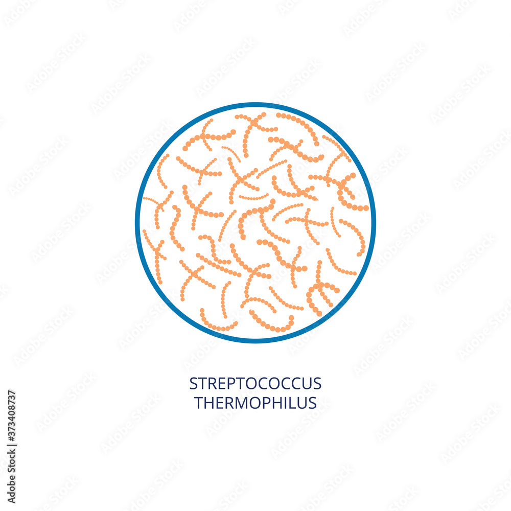 Streptococcus Bacteria Microscope