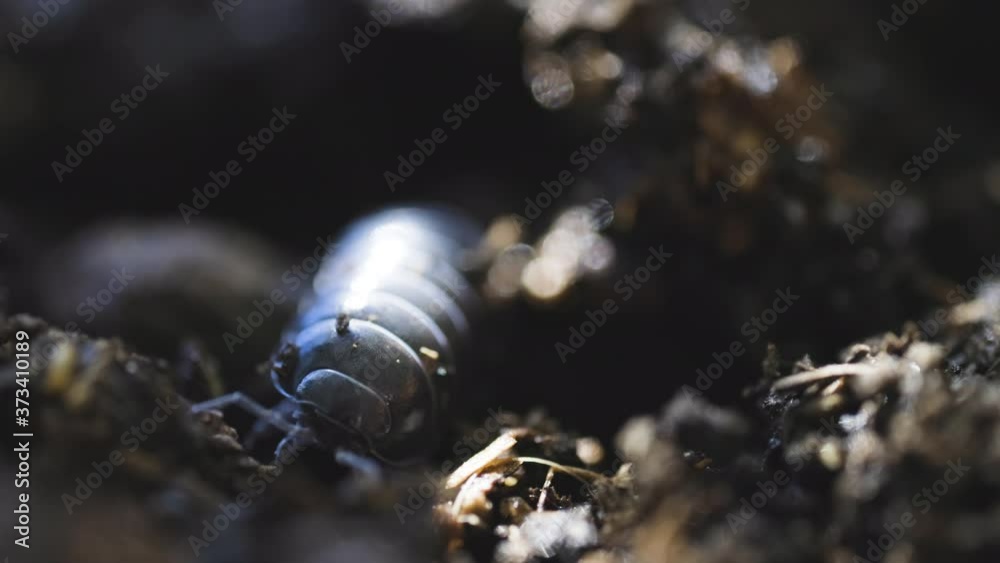 A woodlouse is a crustacean from the monophyletic suborder Oniscidea ...