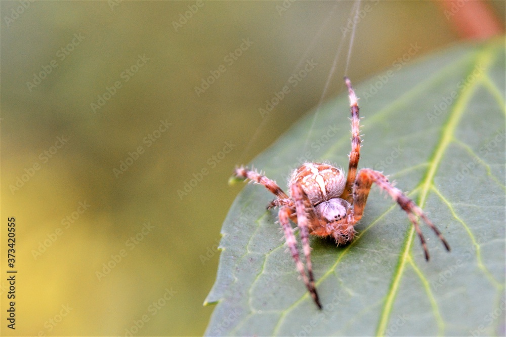 Araneus diadematus (Cross spider, European garden spider, the diadem ...