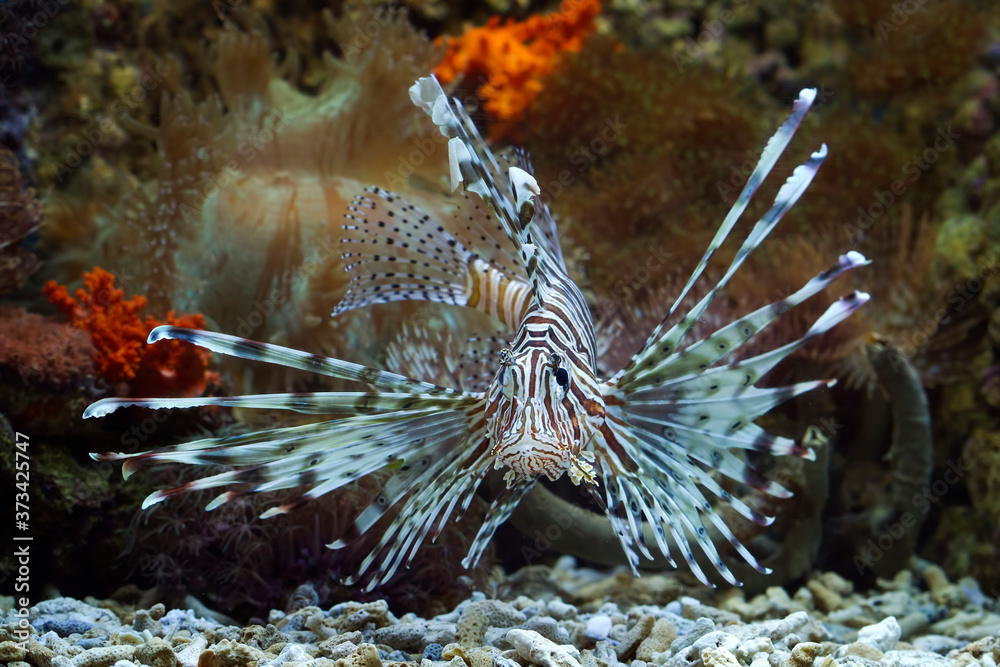 Beautiful dwarf lionfish on the coral reefs, dwarf lionfish closeup ...