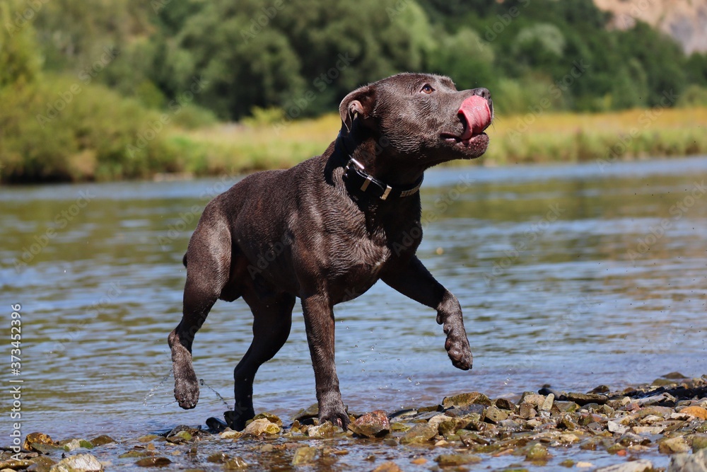 English Staffordshire Bull Terrier Standing on the Vltava River Bank ...