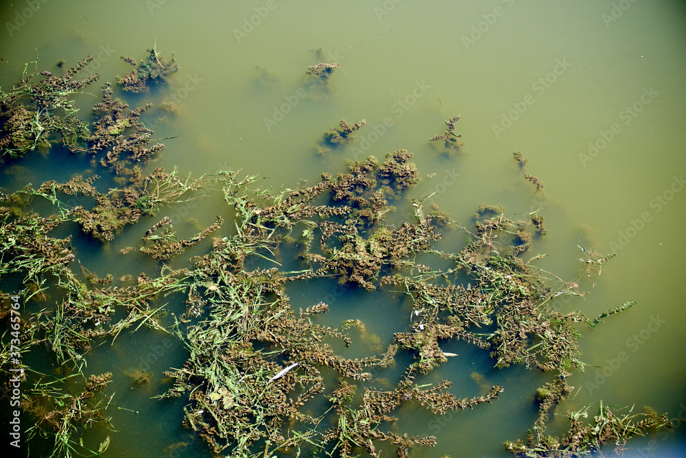 Elodea is a genus of 6 species of aquatic plants often called the ...