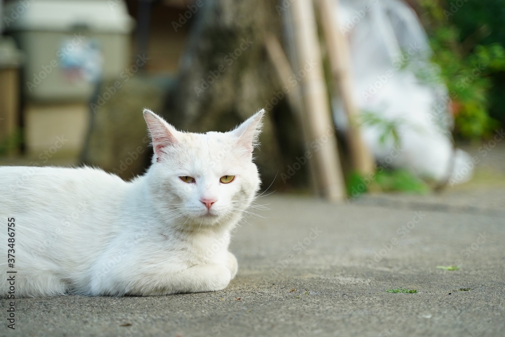 A Japanese white cat on the street, at Koedo Kawagoe, Saitama, Japan ...