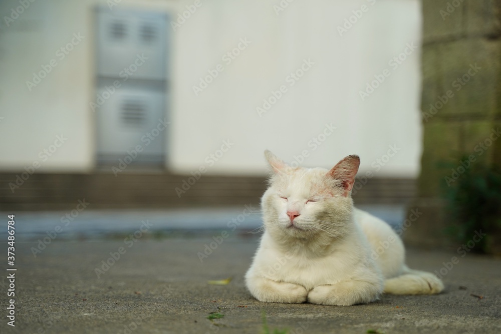 A Japanese white cat on the street, at Koedo Kawagoe, Saitama, Japan ...