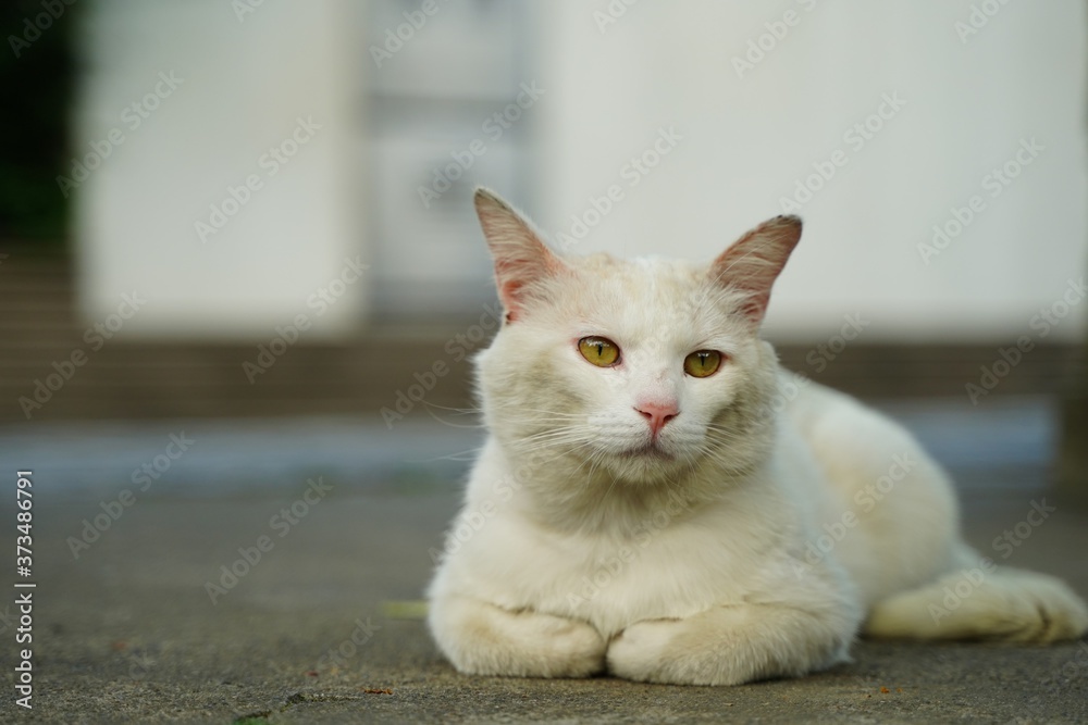A Japanese white cat on the street, at Koedo Kawagoe, Saitama, Japan ...