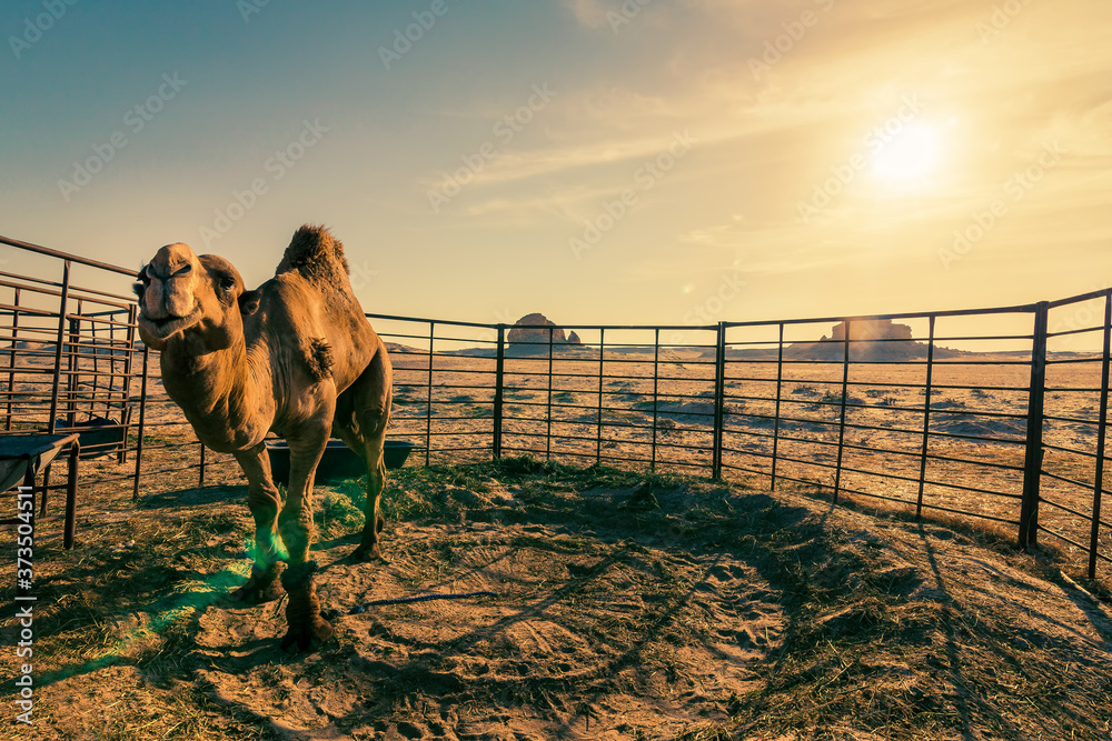 Beautiful desert sunset near Al sarar desert in Saudi Arabia. lens ...