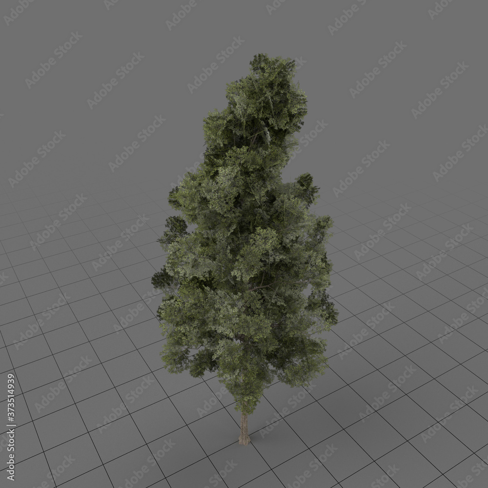 Tree Stock 3D asset | Adobe Stock
