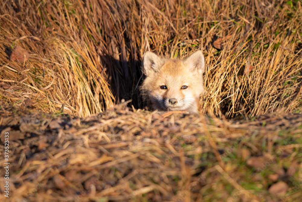 Red fox kit in the wild Stock Photo | Adobe Stock