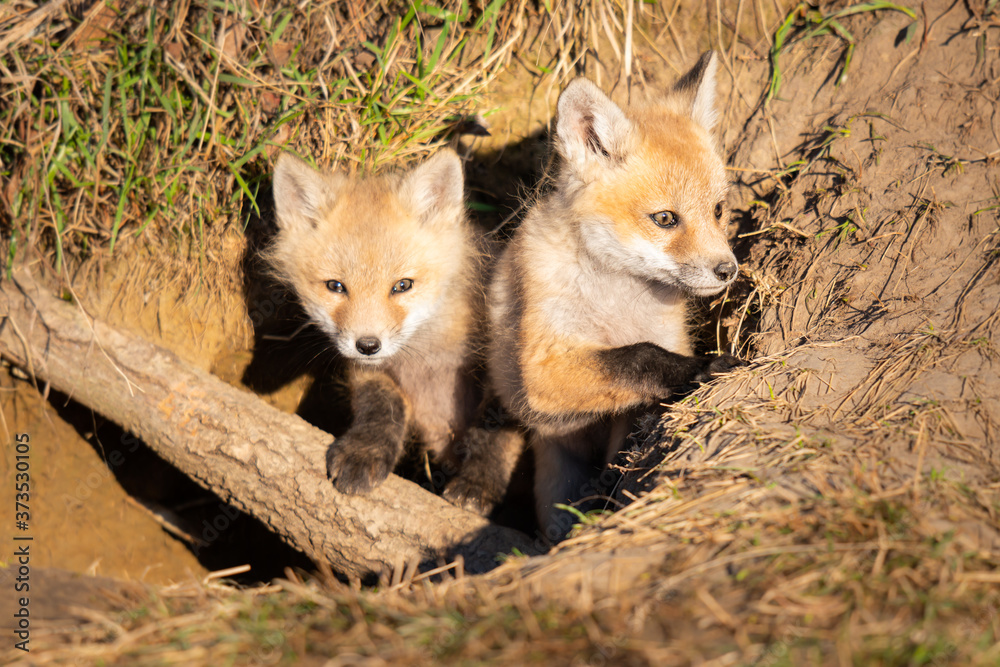 Red fox kits in the wild Stock Photo | Adobe Stock
