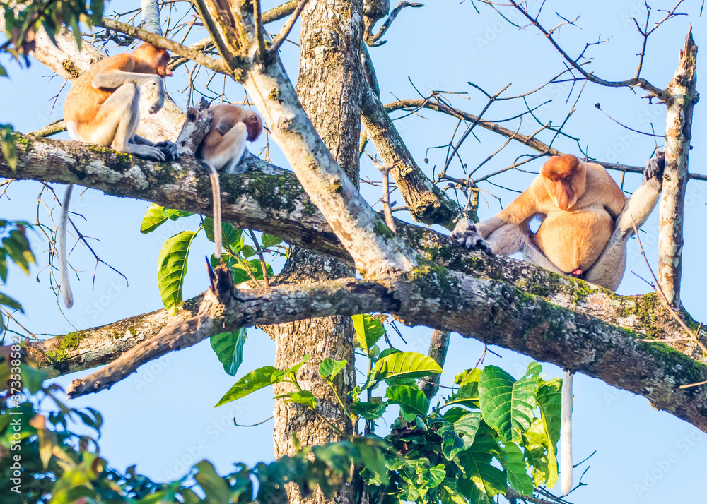 A proboscis monkey on a tree along the Kinabatangan River in Sabah ...