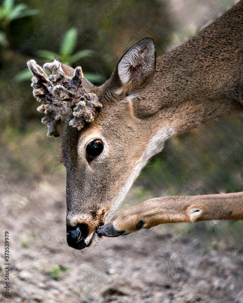Deer stock photo.Deer head close-up with a blur background with a funny ...