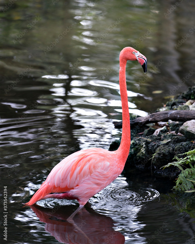 Flamingo stock photos. Flamingo close-up profile view displaying its ...