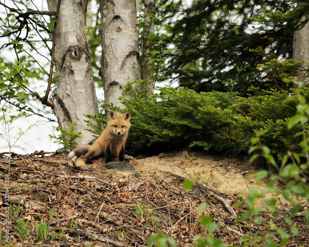 Red Fox Stock Photo. Baby Fox in the forest with forest background ...