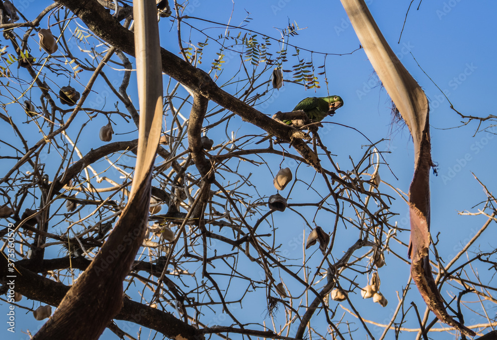 Birds of Brazilian fauna on the branches of a tree - Psittacara ...