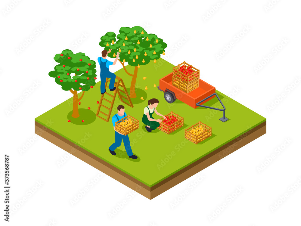 Isometric gardening. Farmers, plantation agriculture workers harvesting ...