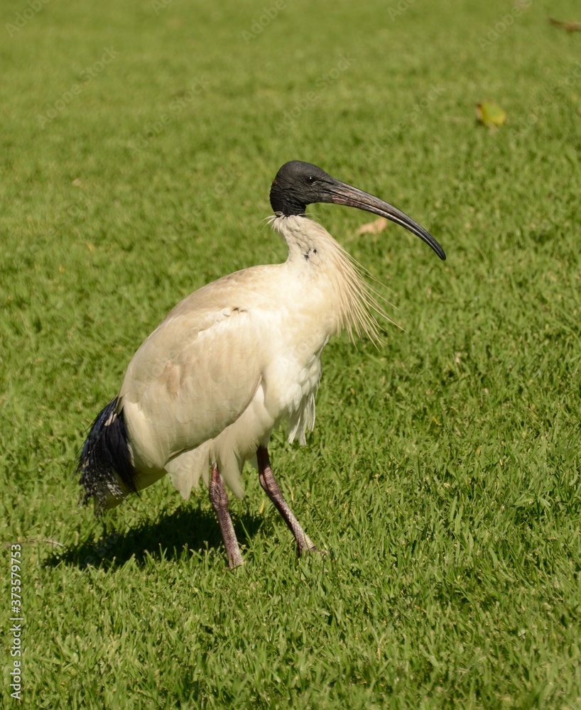 Ibis bird in Sydney, Australia. Known to locals as a 'bin chicken ...