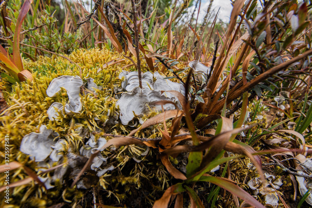 Choachi, Colombia Landscape of Colombian Andean mountains showing ...
