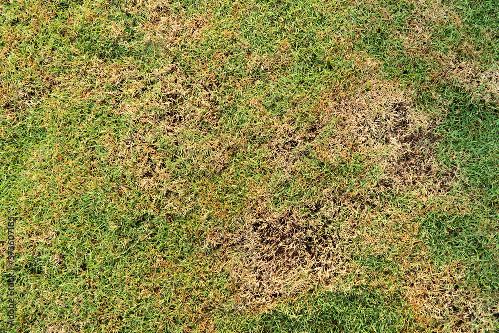 Grass texture. grass background. patchy grass, lawn in bad condition ...