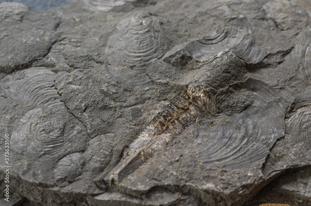 Belemniten (Belemnoidea), Versteinerung, röhre, gestein, querschnitt ...