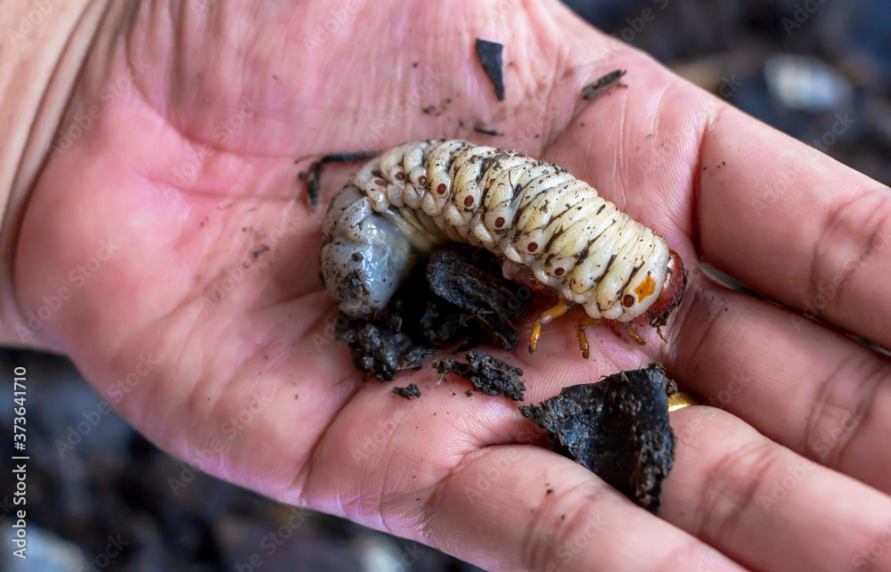 A man picks up a beetle worm in his hand. Beetle larvae (grub) are soft ...