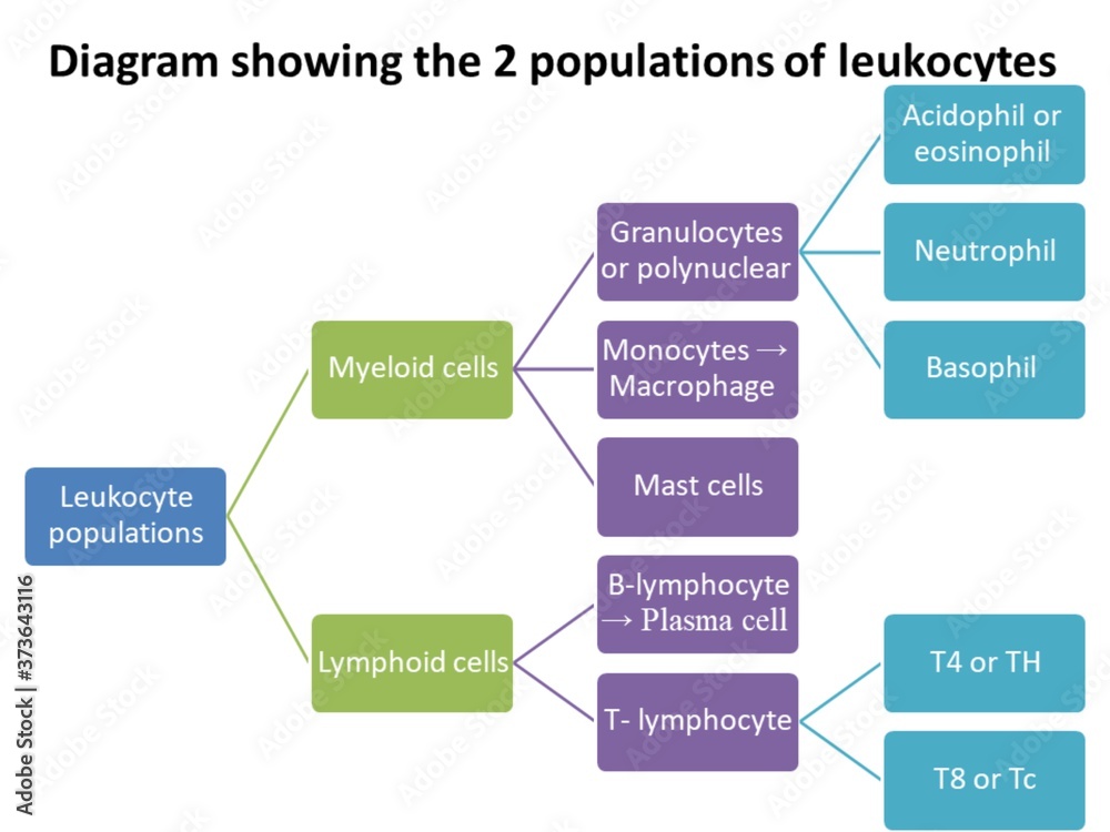 Cells of the immune system, classification in a diagram ilustración de ...