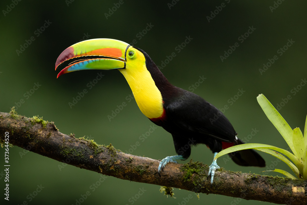 Keel-billed toucan (Ramphastos sulfuratus), also known as sulfur ...