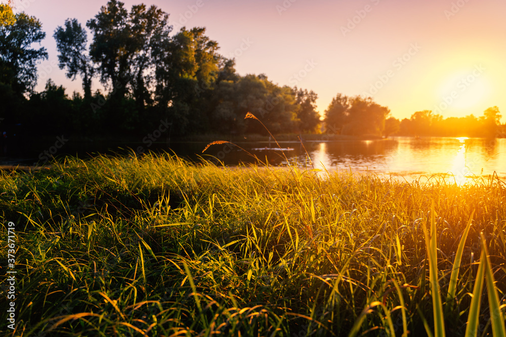 Beautiful Sunset Forest