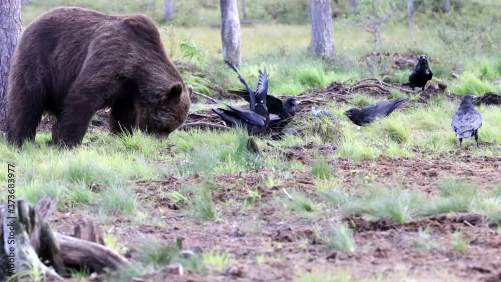 Wild bear in nature. Bear feeding in summertime. Wildlife spotting ...