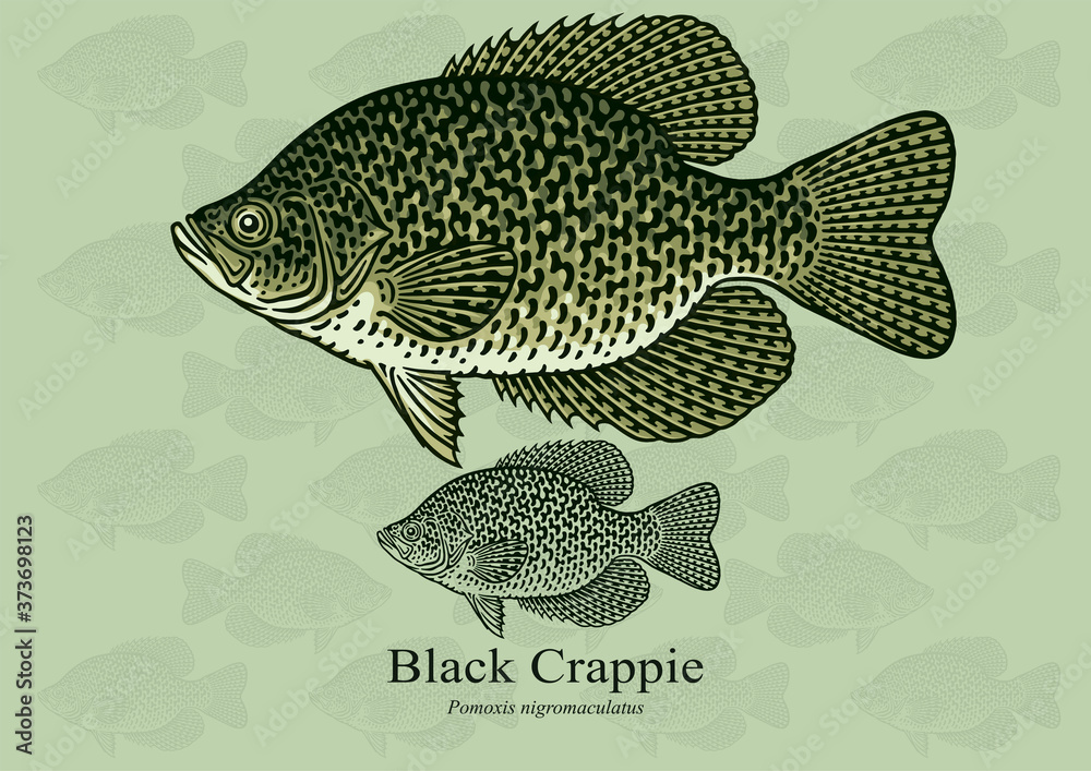Black Crappie. Vector illustration with refined details and optimized ...