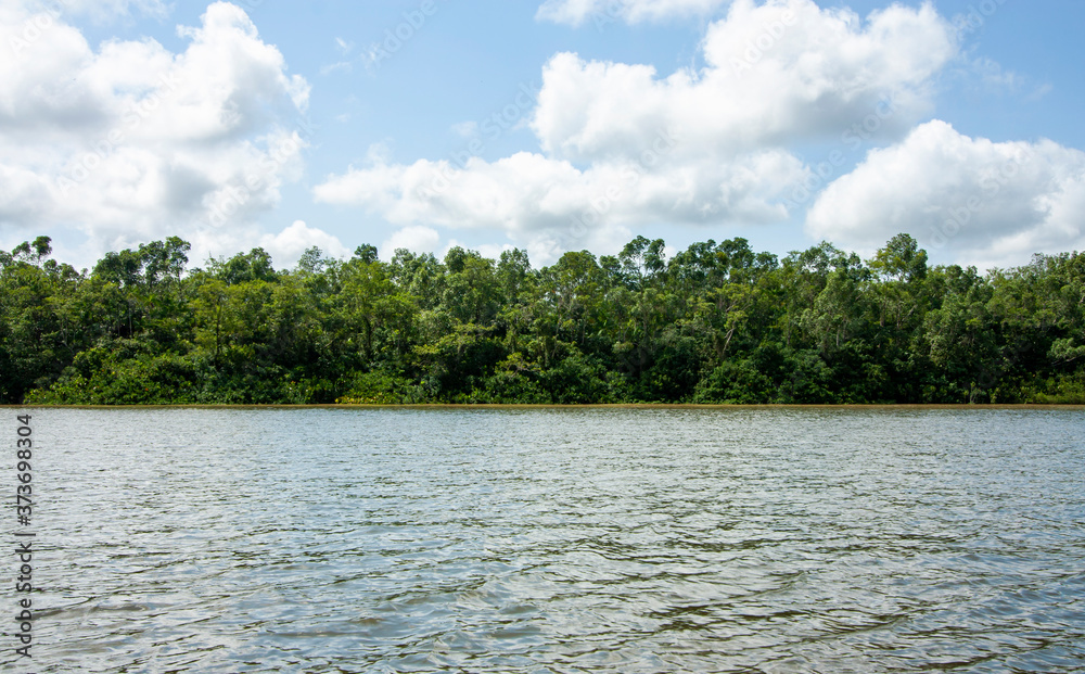 Margem de rio na floresta amazônica. Paisagem brasileira fluvial ...
