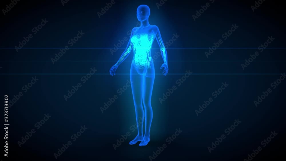 3 different 3D seamless looping animations in 1, female body - x-ray ...