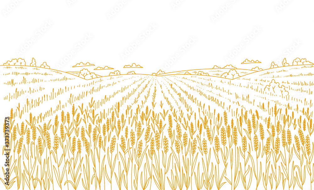 Agriculture wheat field. Hand drawn sketch. Rural landscape panorama ...