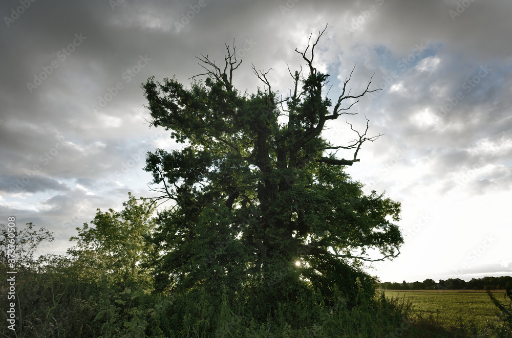 Ancient half dead, half living mighty oak tree, dramatic sunset clouds ...