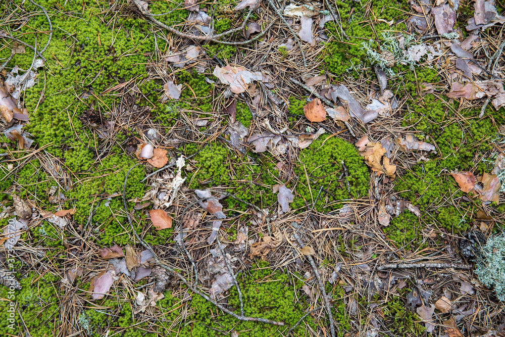 Saturated natural texture and background with moss. Pine forest and ...