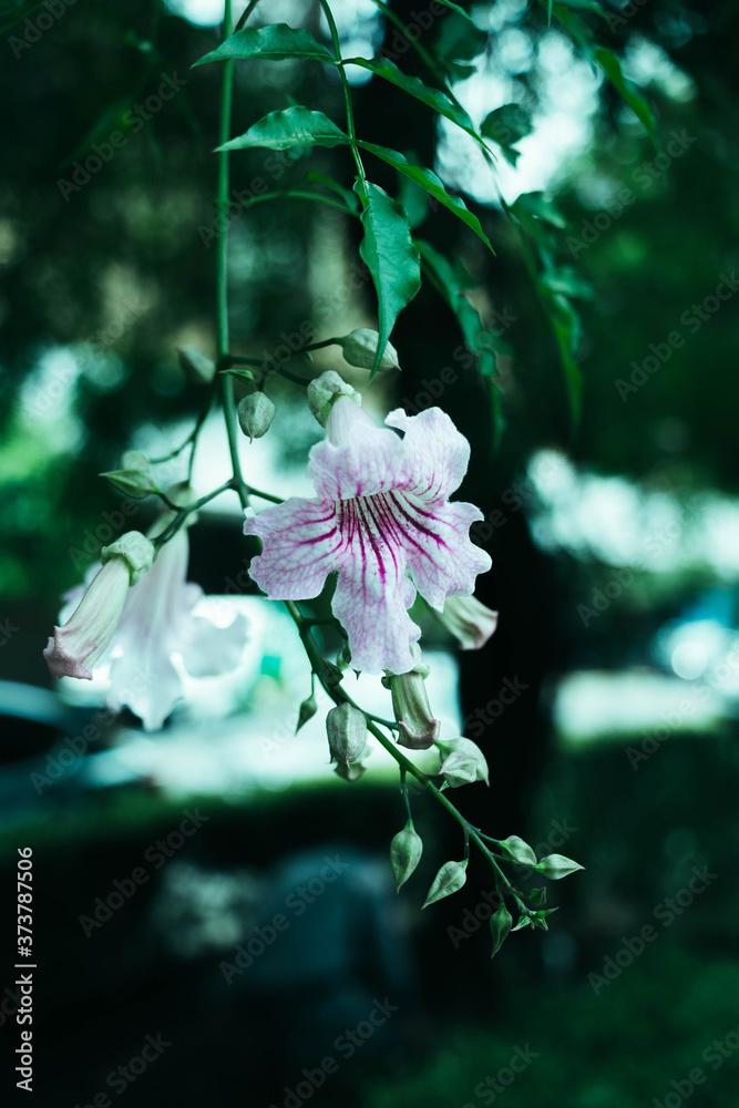 Flora y fauna de la Ciudad de México. Stock Photo | Adobe Stock