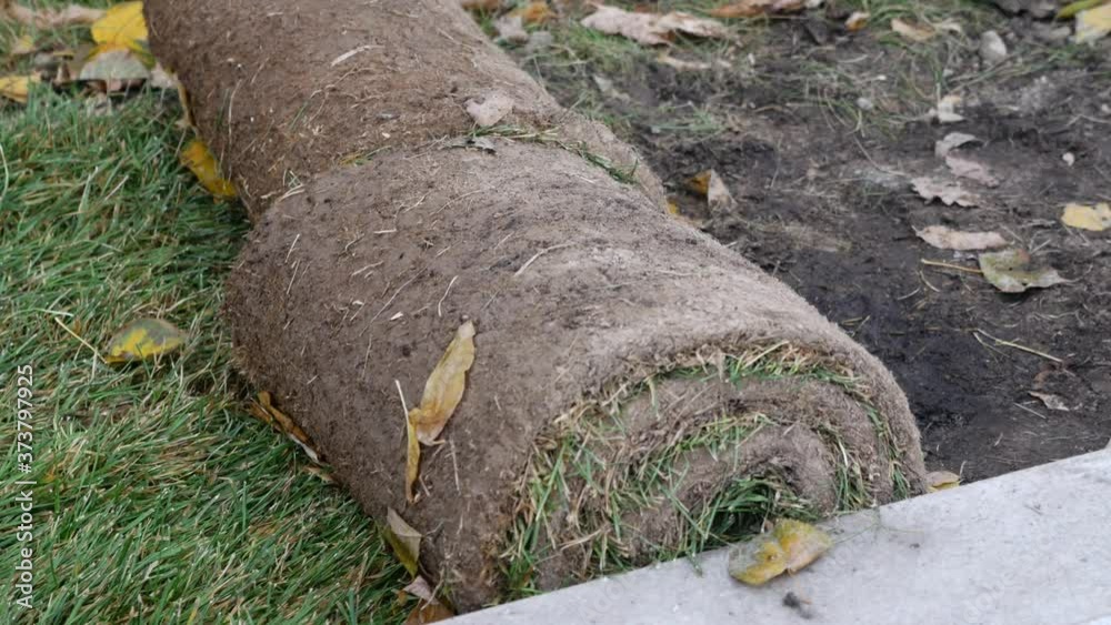 Vidéo Stock Rolled up fast-expanding lawn. Preparing for laying a ...