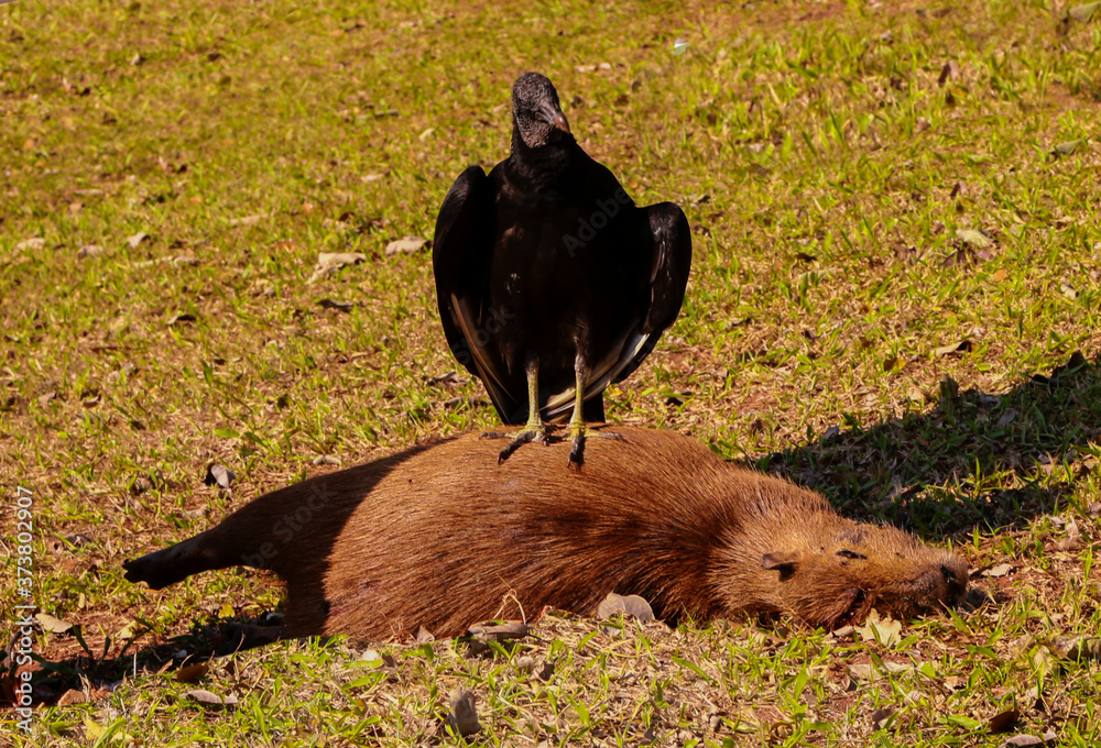 dead capybara with predator Urubu, Vulture Stock Photo | Adobe Stock