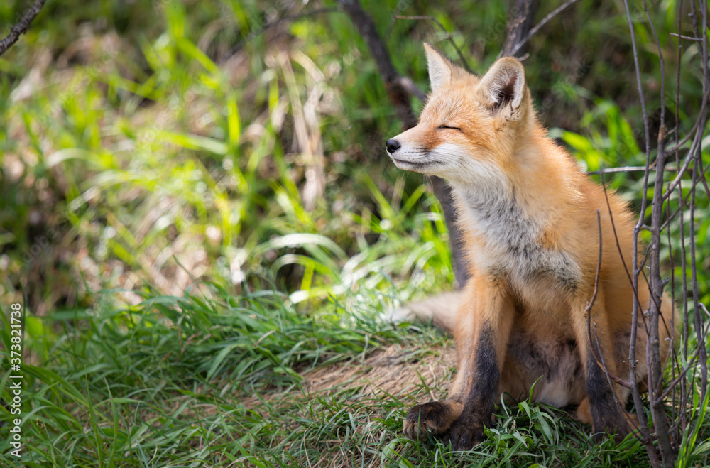 Red fox kit in the wild Stock Photo | Adobe Stock