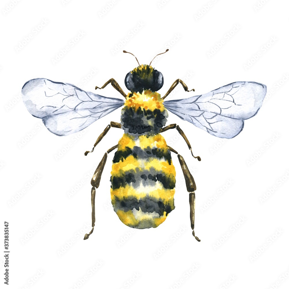 Watercolor bee top view isolated on white background. Watercolour ...
