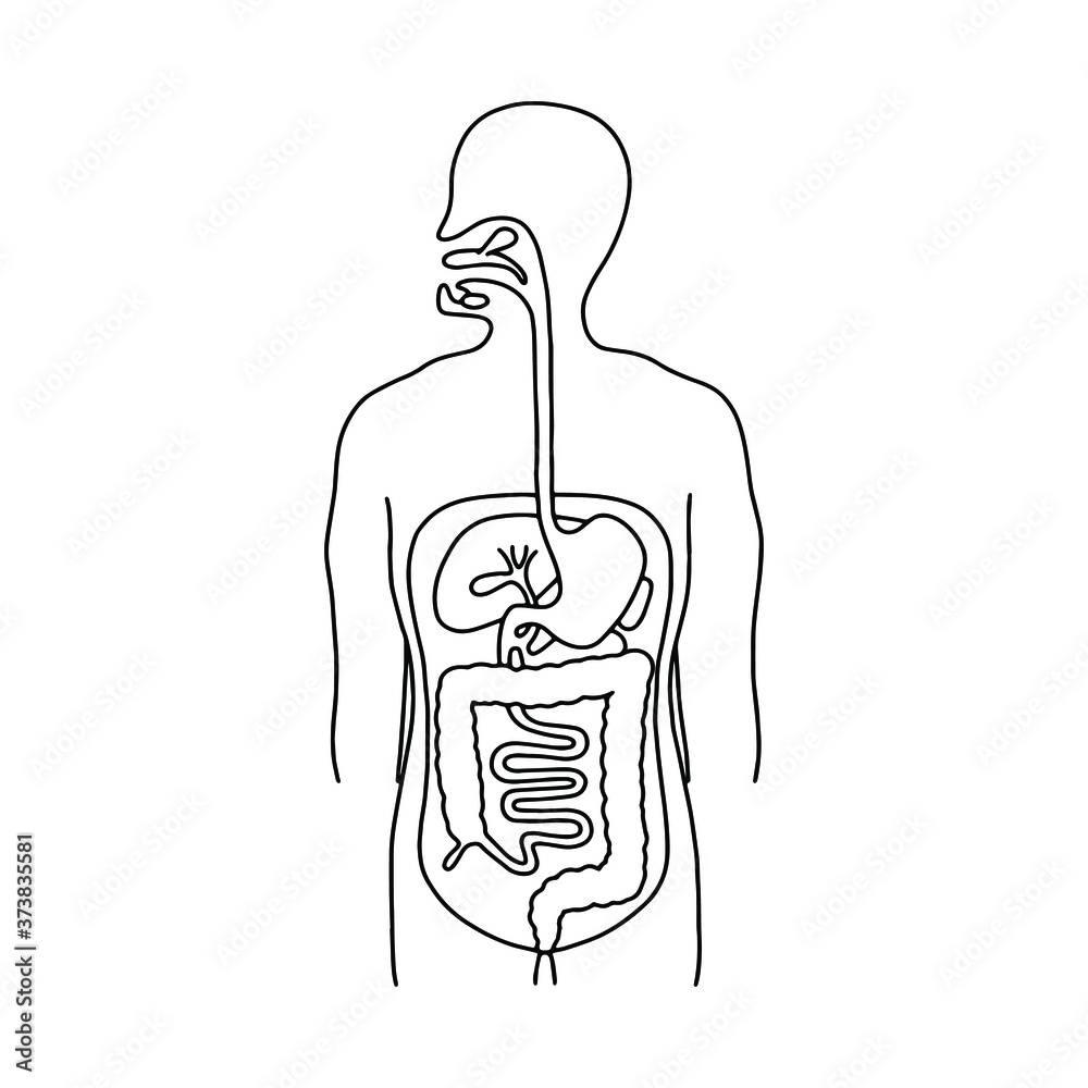 Human digestive system vector illustration. Outline illustration for ...