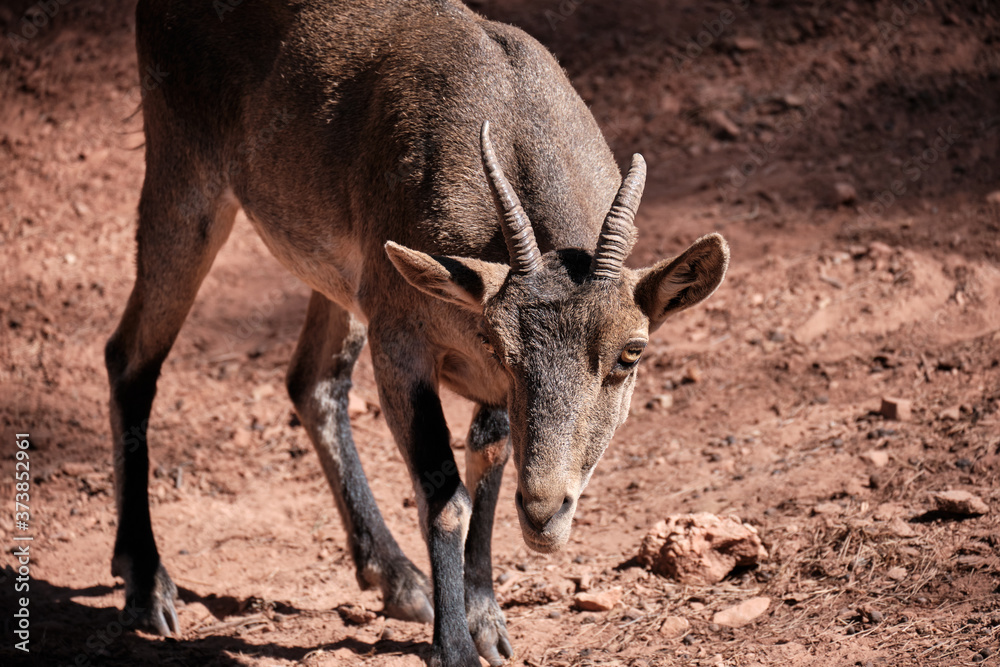 Cabra hispánica con cuernos mirando al frente en un terreno polvoriento ...