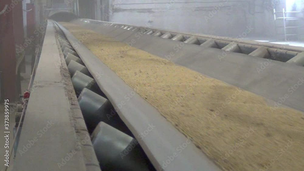 Grain moves along a conveyor belt. Wheat is transported to drying and ...