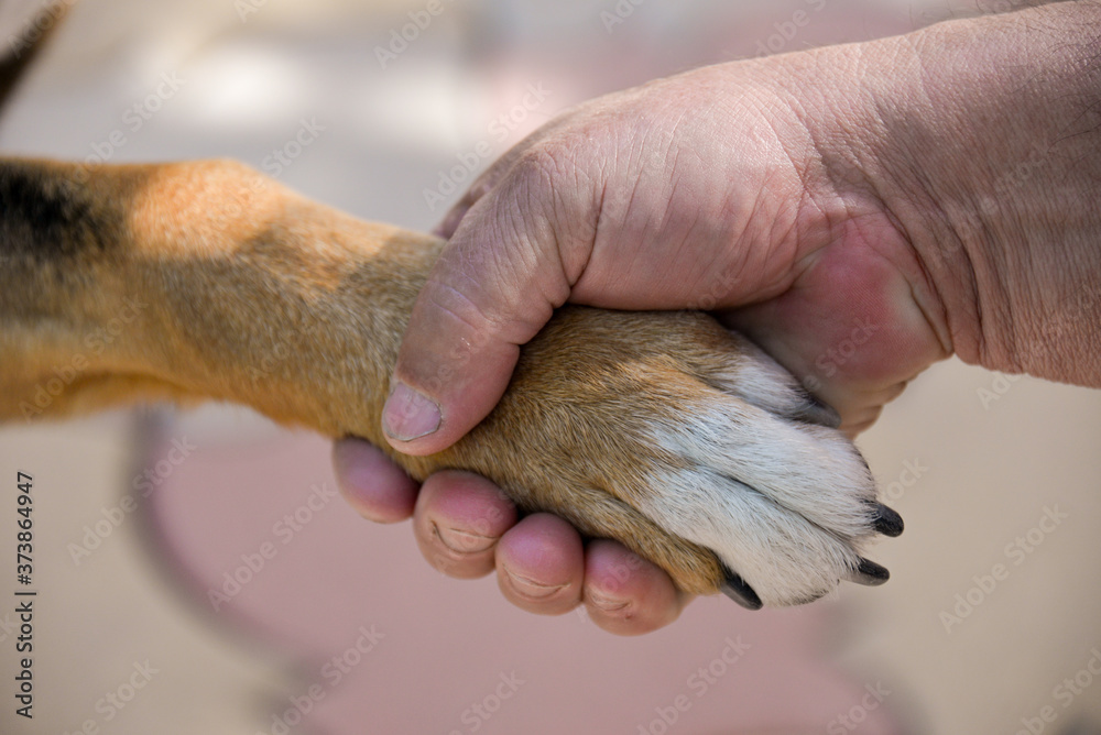 the dog gives a paw, the paw of a dog lies on the palm of a person ...