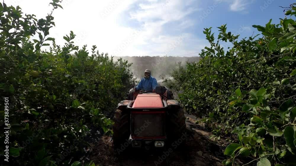 Rear view of Tractor spraying pesticide and insecticide on lemon ...