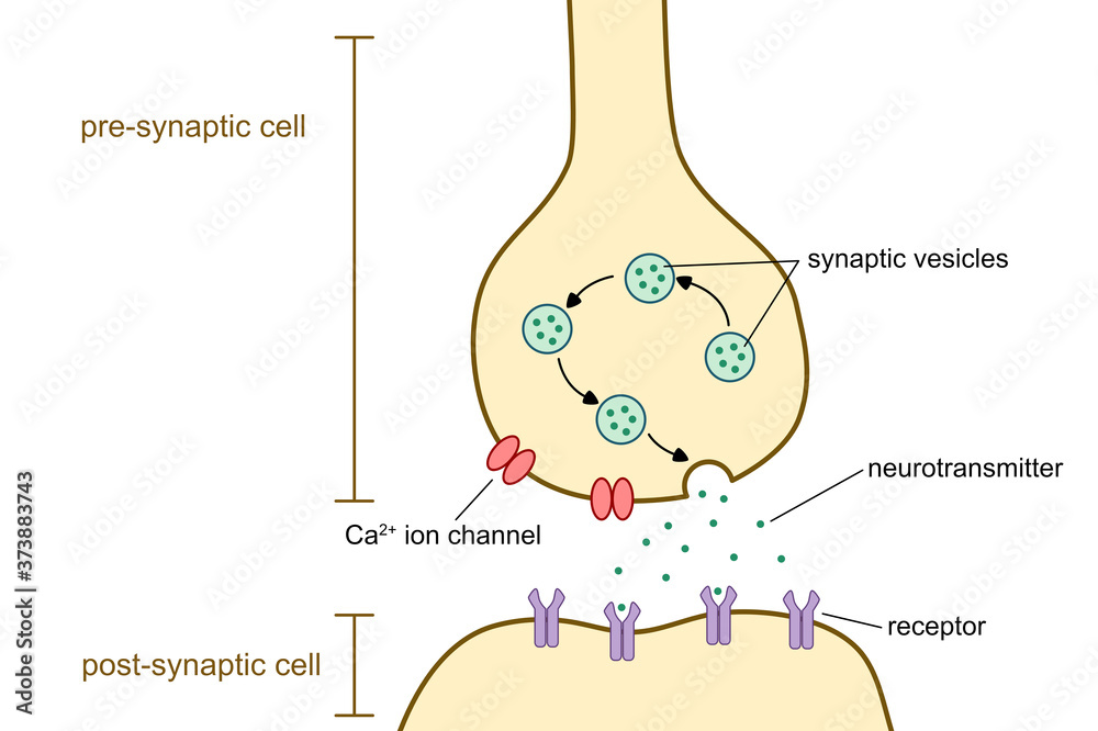 Vector illustration of synapse and neurotransmitter diagram. Stock Vector | Adobe Stock