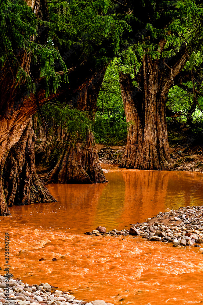 Ahuehuetes junto a un rio.Mixteca. Estado de Oaxaca .México. Stock ...