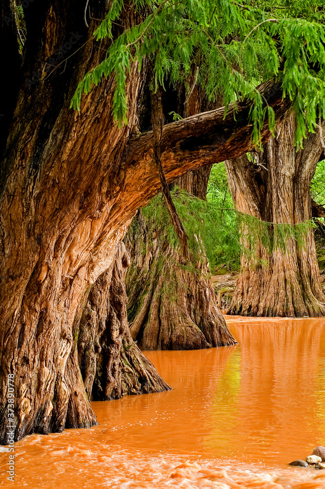 Ahuehuetes junto a un rio.Mixteca. Estado de Oaxaca .México. Stock ...