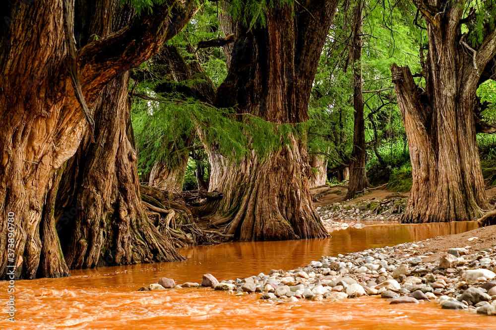 Ahuehuetes junto a un rio.Mixteca. Estado de Oaxaca .México. Stock ...